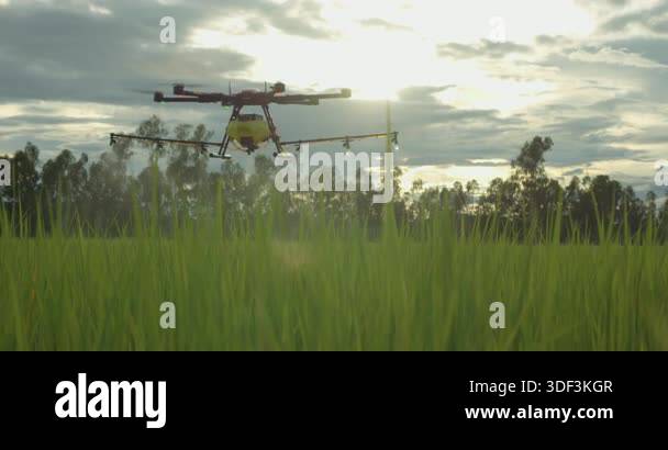 Agriculture drone flying over green rice paddy field spraying water ...