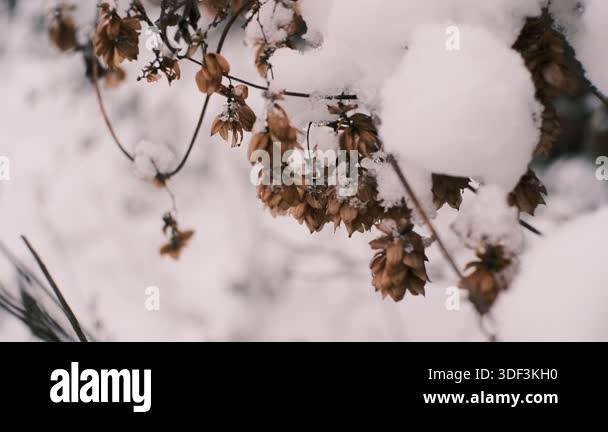 Dried plant branches with seed pods covered in fresh snow, winter ...