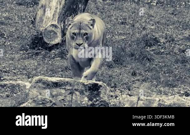 Powerful Lioness Walking Through the Wild, Majestic African Wildlife ...