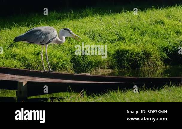 Grey heron standing on wooden bridge near water, elegant wading bird ...