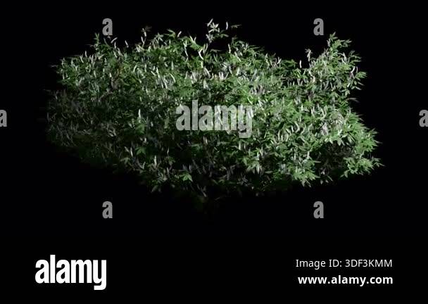 Aesculus californica tree swaying in summer wind, realistic animation ...