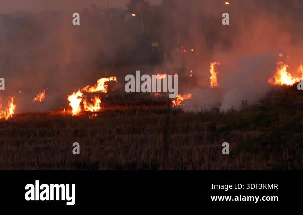 Stubble and straw burning with smoke emanating from the fire in rice ...