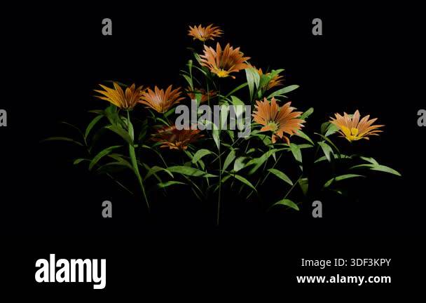 common marigold flower, pot marigold flower tree swaying in spring and ...