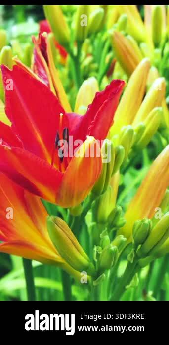 In a garden during spring, bright red and yellow flowers bloom among ...