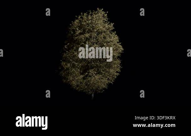 Aesculus californica tree swaying in autumn wind, realistic animation ...