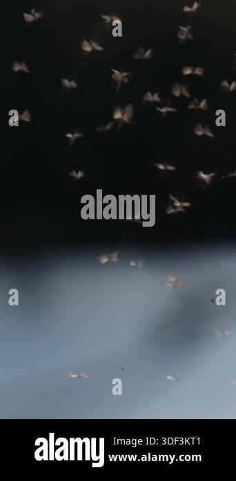 Swarm of small flying insects appears near water during the evening ...