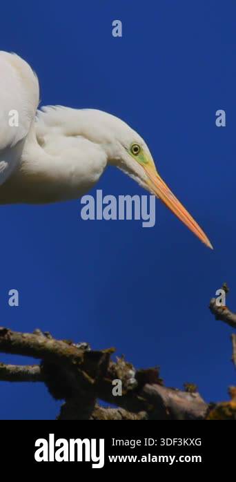 A bird with white feathers is standing on a branch against a clear blue ...