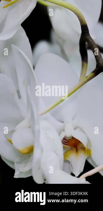 White flowers open to reveal their inner parts. A close up view shows ...