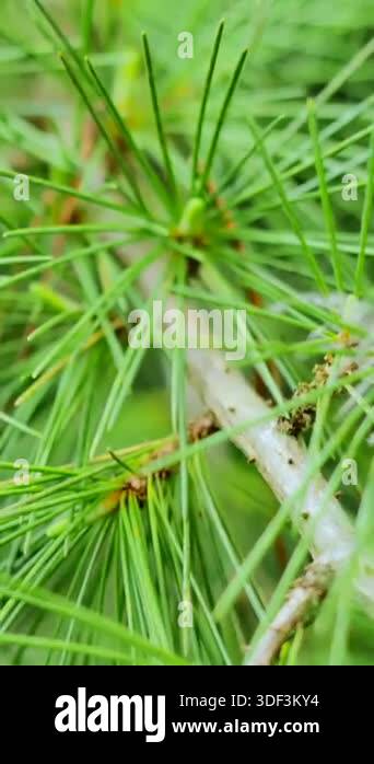 Pine tree needles are shown with small insects moving among the ...