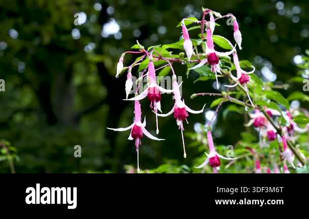 Bright fuchsia flowers grow on green plants in a garden. The sun shines ...