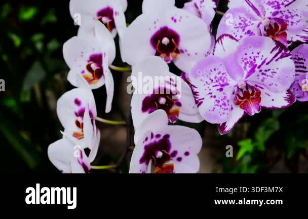 Orchids are blooming in a garden, displaying their unique shapes and ...