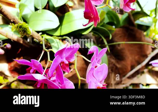 Native orchids Stock Videos & Footage - HD and 4K Video Clips - Alamy