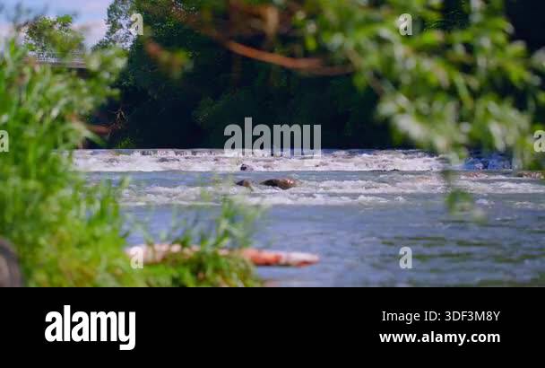 Water rushes over rocks in a river as plants surround the banks. Clear ...