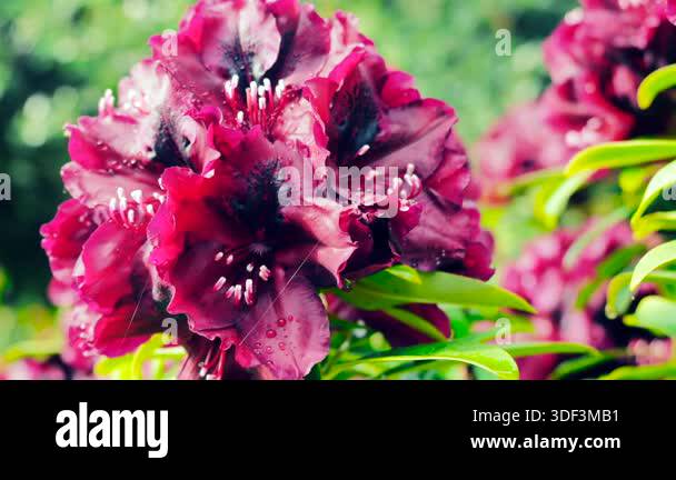 Flowers in a garden show rich dark purple shades with green leaves. The ...