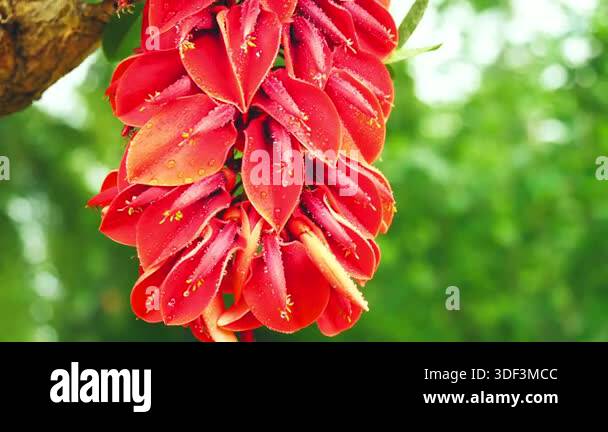 Bright red flowers hang from tree branches in a garden. It is ...