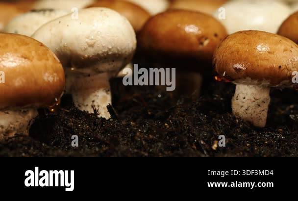 Mushrooms are sprouting from dark soil in a farm setting. Various types ...