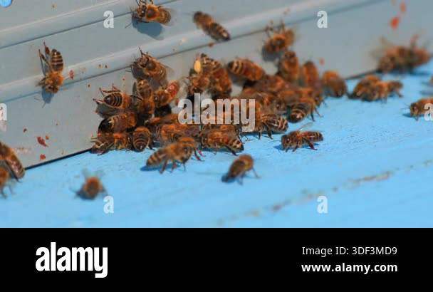 Many bees are seen around the entrance of a hive in a sunny garden. The ...