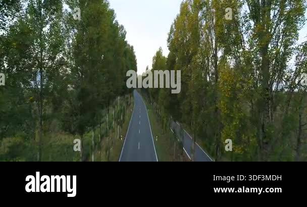 A car moves slowly down a winding road surrounded by tall trees with ...