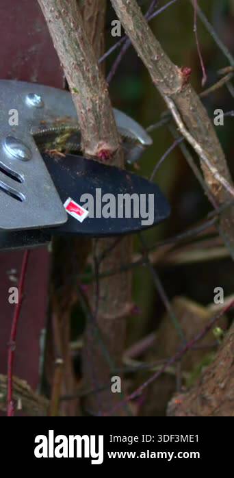 A person uses garden shears to cut thick branches in a backyard. The ...