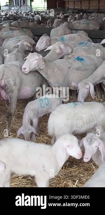 Farmers care for sheep and their lambs in a barn. Some sheep are ...