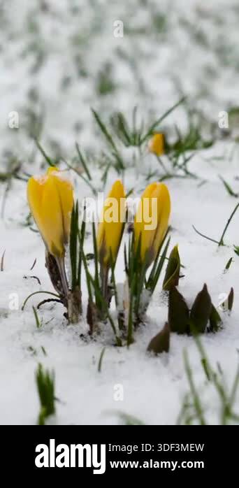Yellow crocuses grow through the snow in a garden. This moment shows ...