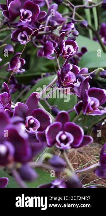 Purple orchids fill the garden as sunlight shines down. Bees fly from ...