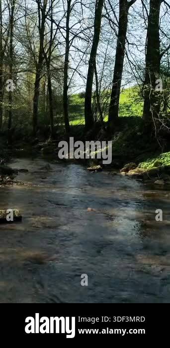 A clear stream flows gently between trees in a lush forest. Sunlight ...