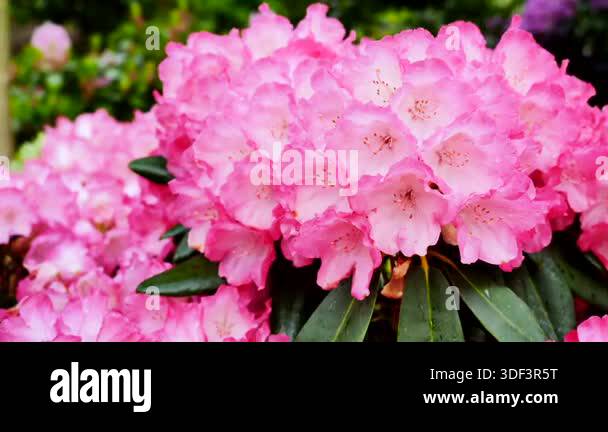 Colorful pink flowers fill the garden during spring. Bees fly around ...