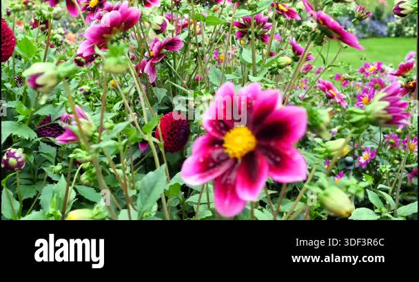 A garden filled with various flowers shows vibrant colors and different ...