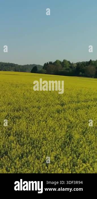 Golden Canola Field Under Clear Sky, Drone Survey For Agronomist ...