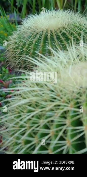 CloseUp Golden Barrel Cactus Spines Pattern, Sunlit Garden Scene ...