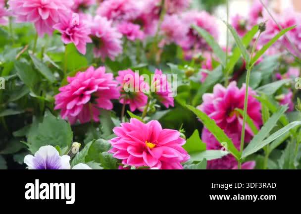 Bright flowers grow in a garden with many different colors. The sun ...