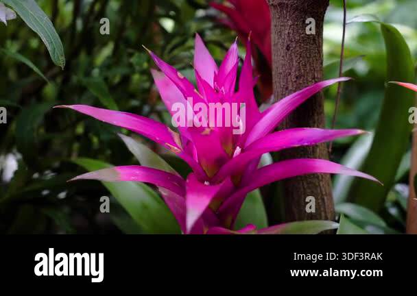 A close-up view of a bright pink bromeliad plant showcasing its vibrant ...