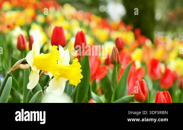 A garden is full of blooming flowers in different colors and types ...