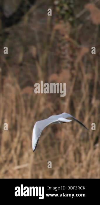 Gull Wings Sweeping Over Reeds, Low Altitude Glide With Spread Wings ...
