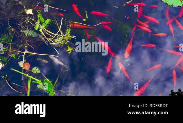 Fish swim in clear water in a pond. Bright red fish are seen among ...