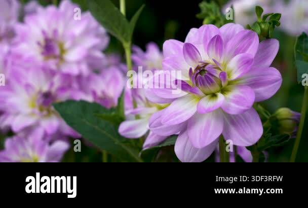A camera focuses on pink flowers in a garden. Bees move among the ...
