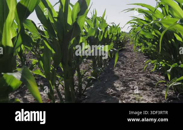 Corn plants stand tall in the field as harvest time approaches, showing ...