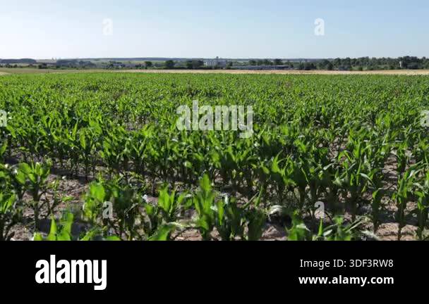 Rows of corn plants grow tall in a sunny field as farmers plan for the ...
