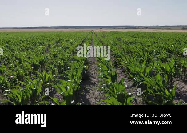 Rows of corn plants fill the field under blue skies as the crops grow ...