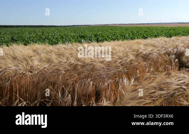 Wheat fields grow alongside other crops under the clear sky during ...