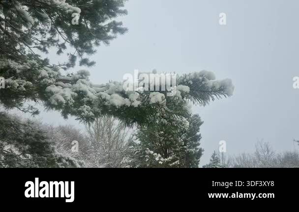 Coniferous tree branch covered with snow during a snowfall Stock Video ...