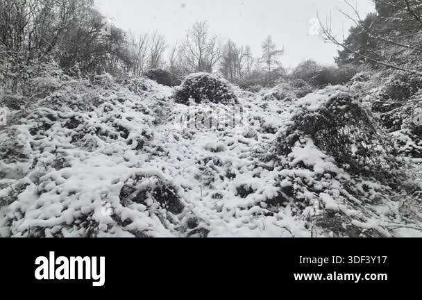 Snow falls on bushes in a forest in Europe Stock Video Footage - Alamy