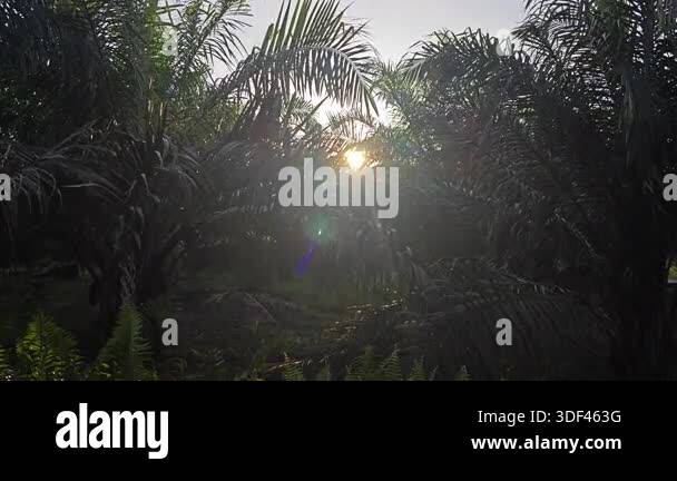 bright sunlight beaming penetrating the drooping palm branches hitting ...