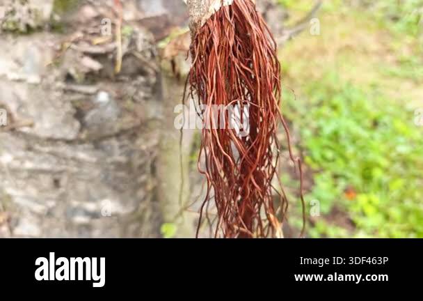 cluster of aerial ficus benghalensis roots growing from the broken ...