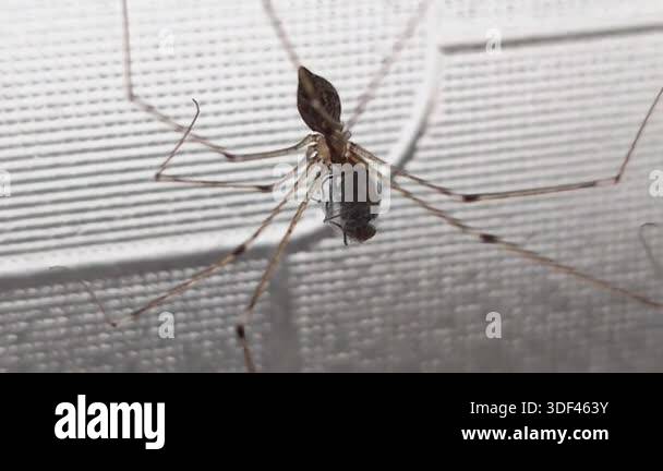 close shot of the Pholcus phalangioides wrapping housefly prey in silk ...