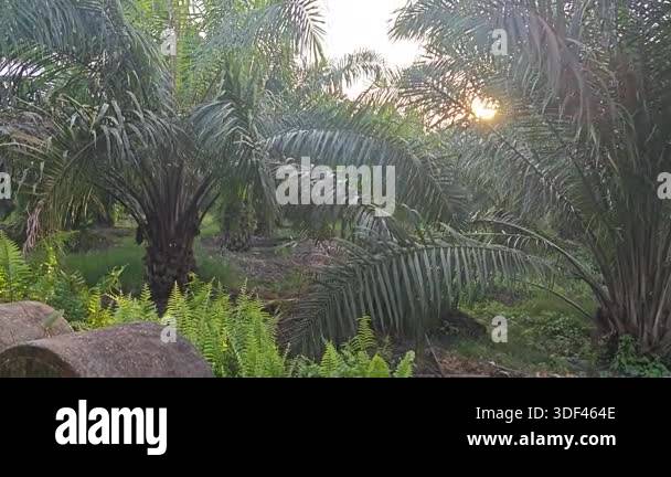bright sunlight beaming penetrating the drooping palm branches hitting ...
