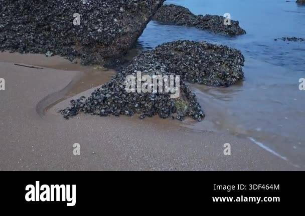 common limpets shell remains stuck on the rocks or boulder by the beach ...