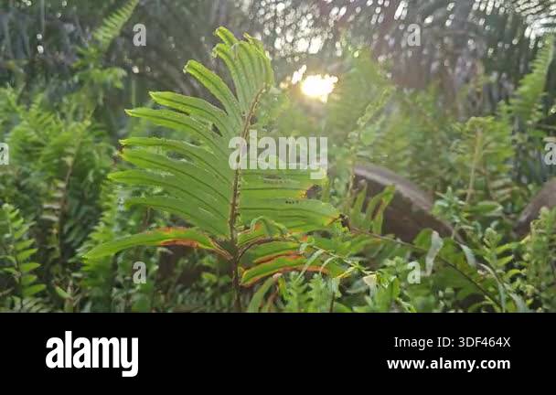 bright sunlight beaming penetrating the drooping palm branches hitting ...
