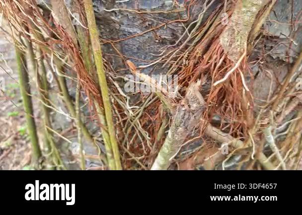 cluster of aerial ficus benghalensis roots growing from the broken ...